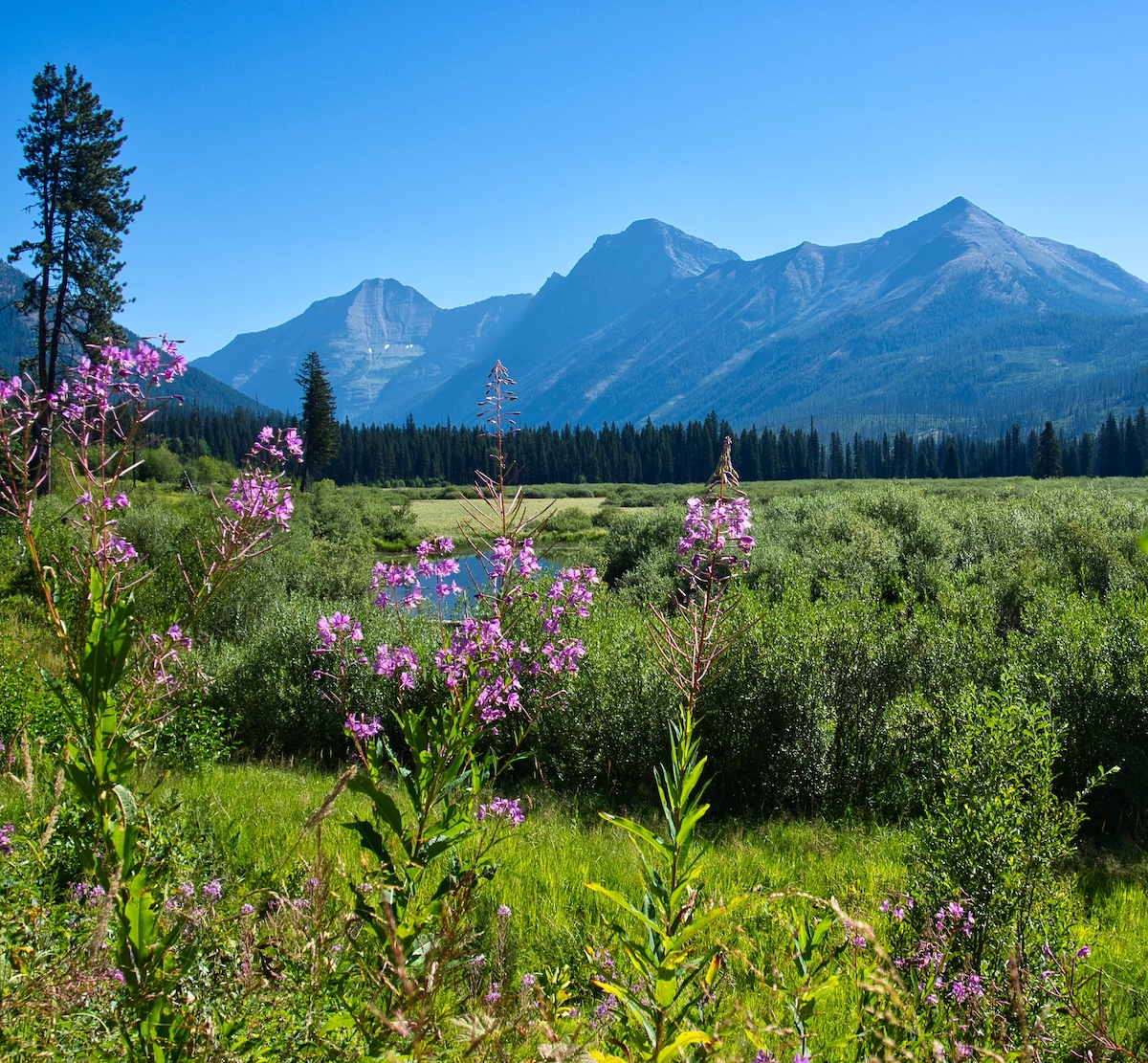 Christensen Meadows & Rogers Meadow – EXPERIENCE GLACIER NATIONAL PARK