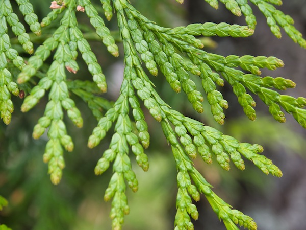Apgar Bike Path – EXPERIENCE GLACIER NATIONAL PARK