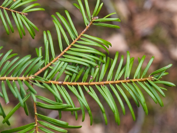 Apgar Bike Path – EXPERIENCE GLACIER NATIONAL PARK
