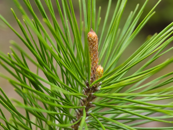 Apgar Bike Path – EXPERIENCE GLACIER NATIONAL PARK