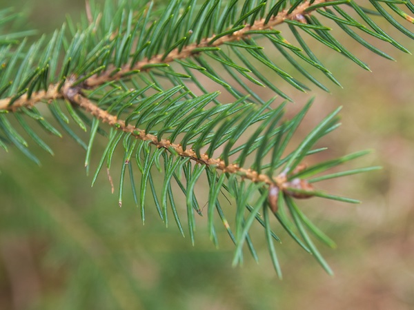Apgar Bike Path – EXPERIENCE GLACIER NATIONAL PARK
