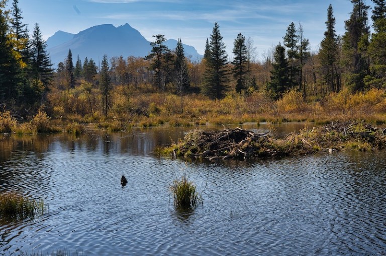 Beaver Pond Loop – EXPERIENCE GLACIER NATIONAL PARK